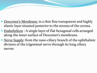 corneal opacities CORNEA transparency | PPTX