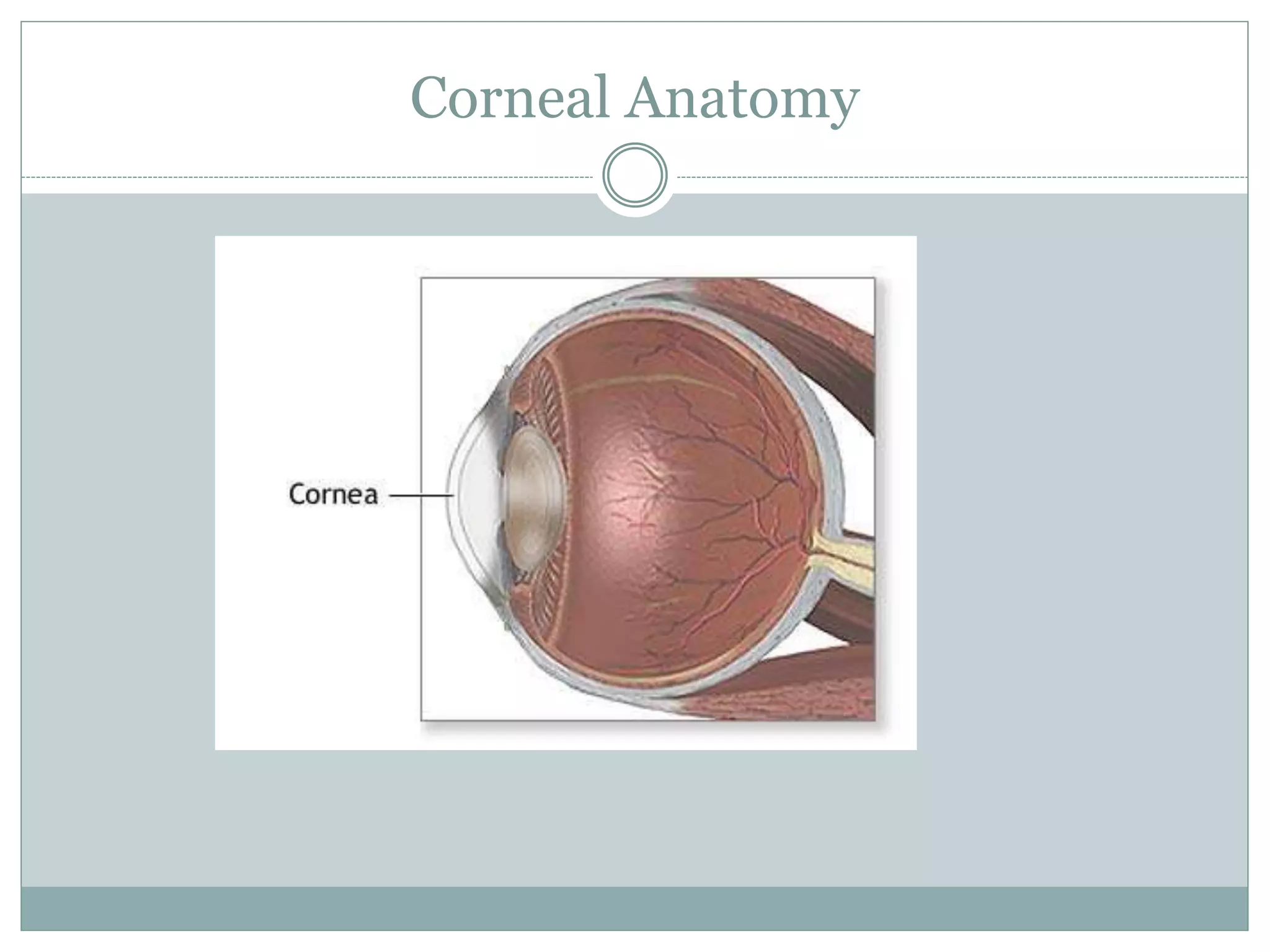 Corneal pachymetry by ben okeeffe | PPTX