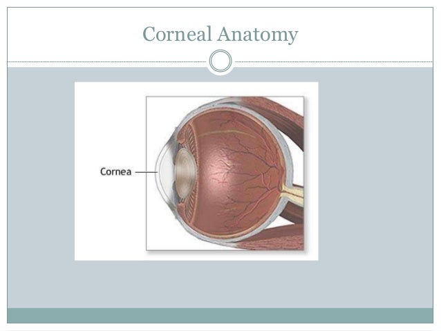 Corneal pachymetry by ben okeeffe