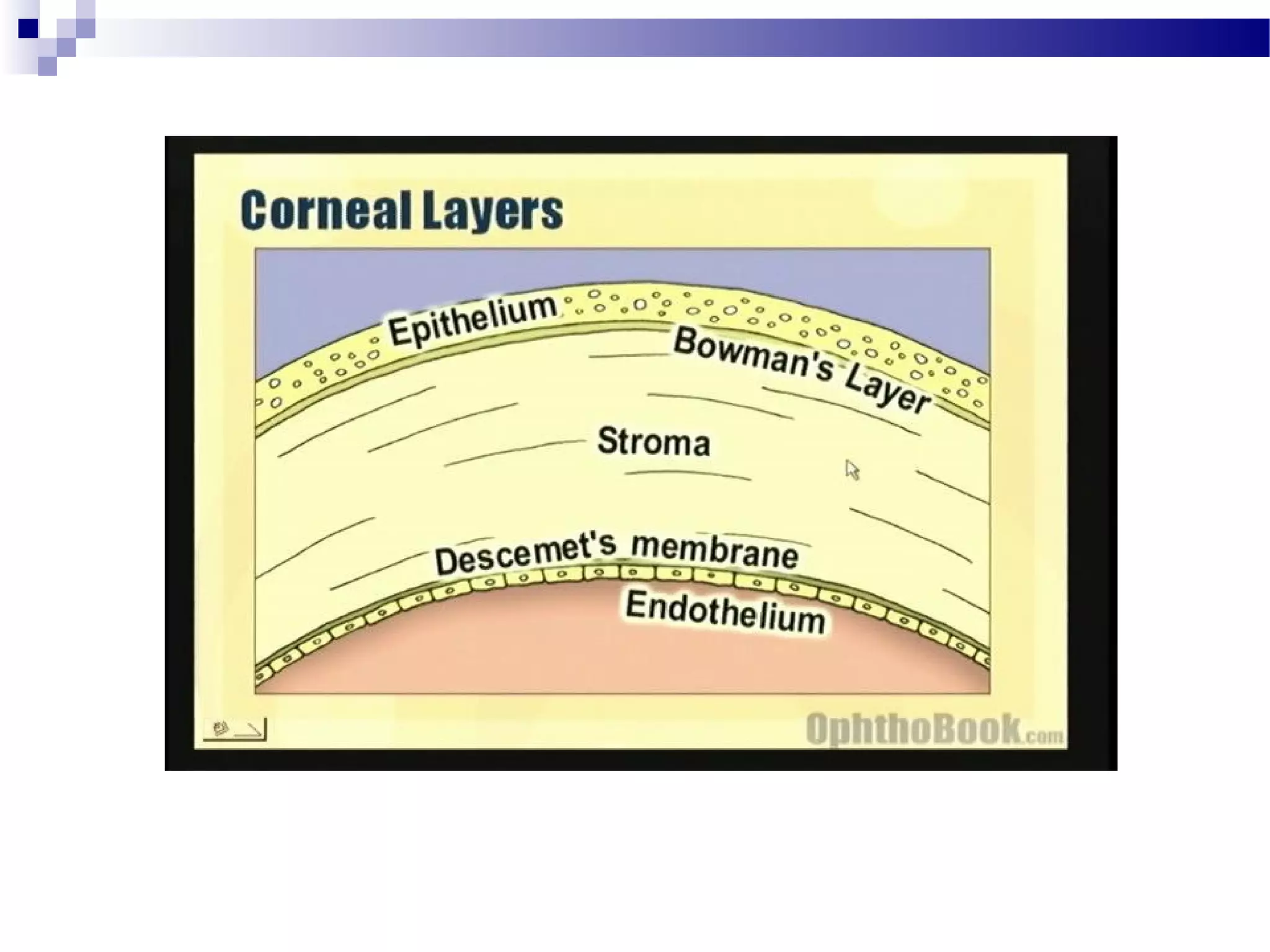 Corneal physiology ‫‬ | PPT