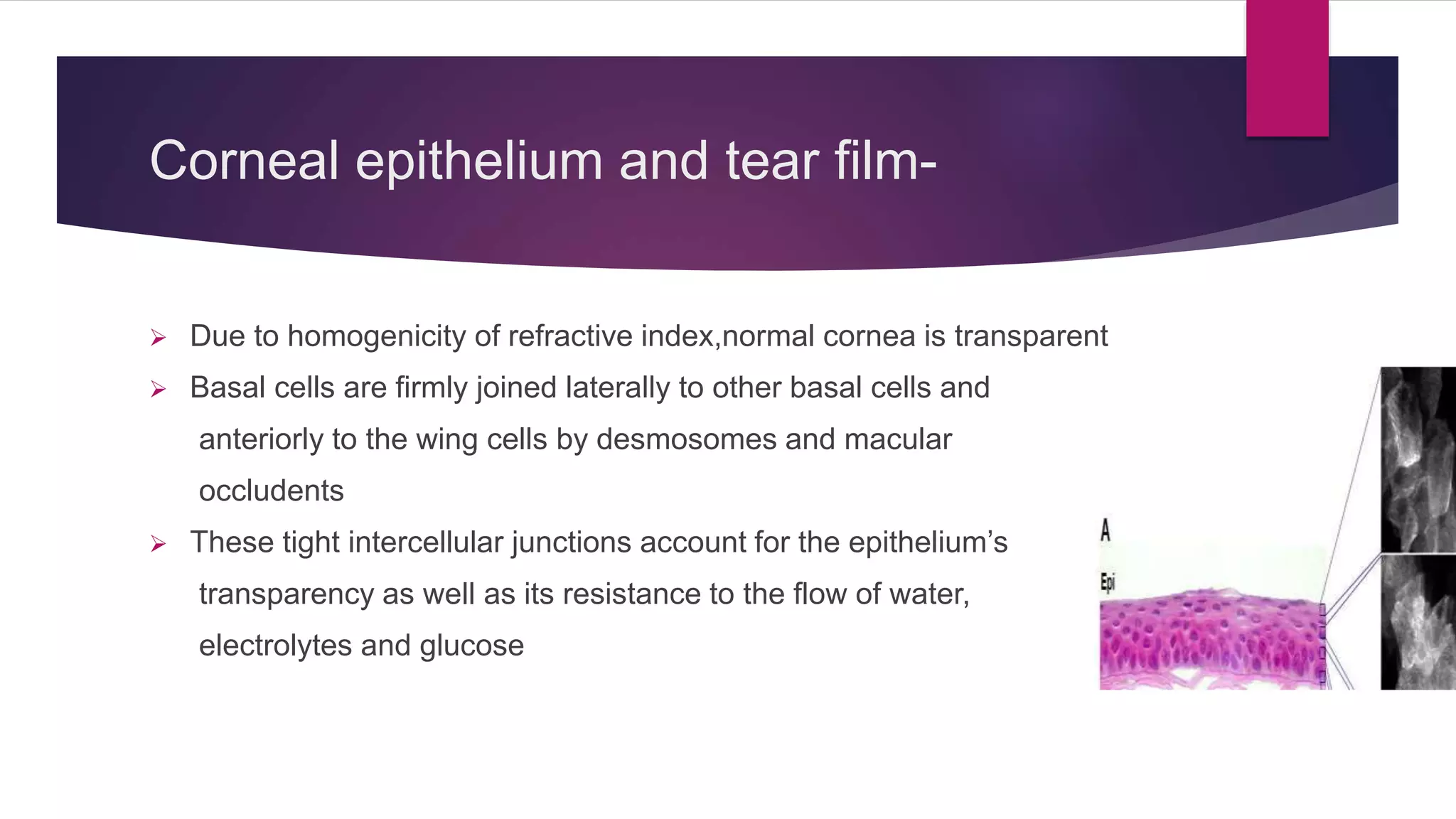 Corneal Physiology | PPTX