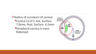 Physiology of cornea .Dr.Md Mahabub.pptx