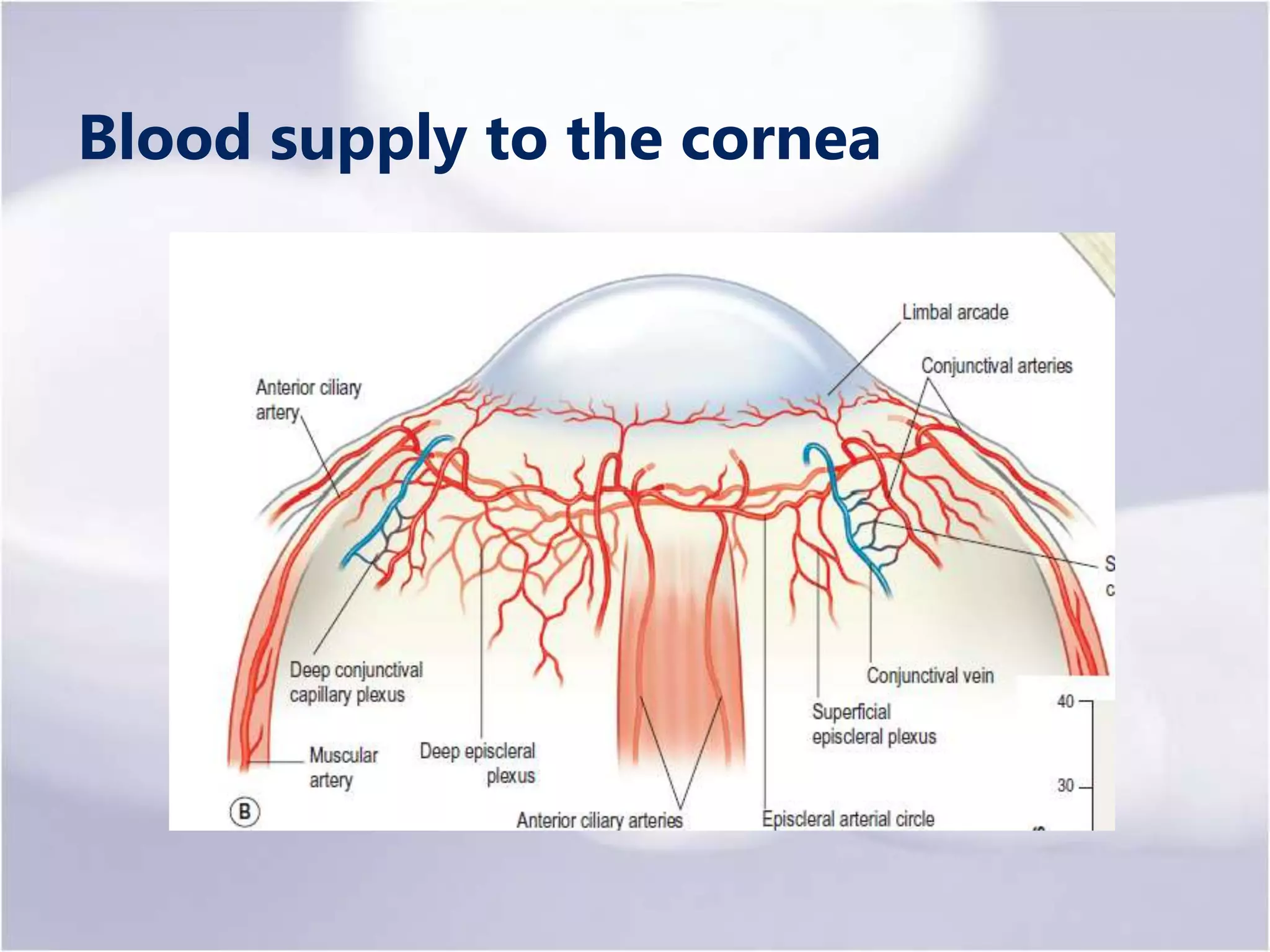 Corneal physiology in relation to contact lens wear | PPTX
