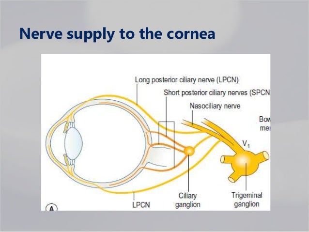 Corneal physiology in relation to contact lens wear