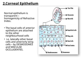 CORNEAL PHYSIOLOGY PRESENTATION POWER POINTP | PPTX