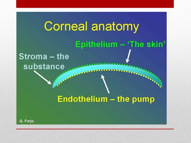 Corneal transparency | PDF | Eye and Vision Conditions | Diseases and ...
