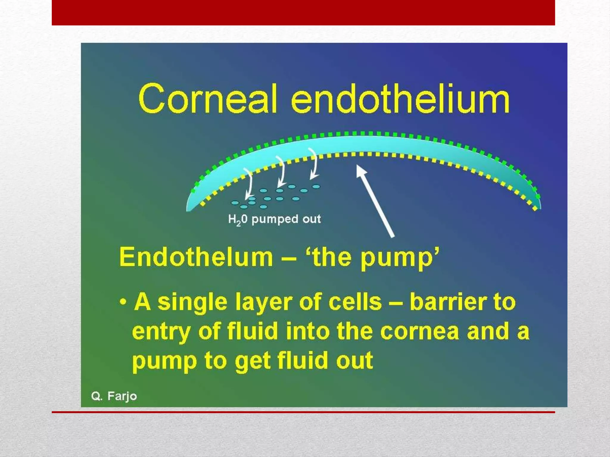 Corneal transparency | PPTX