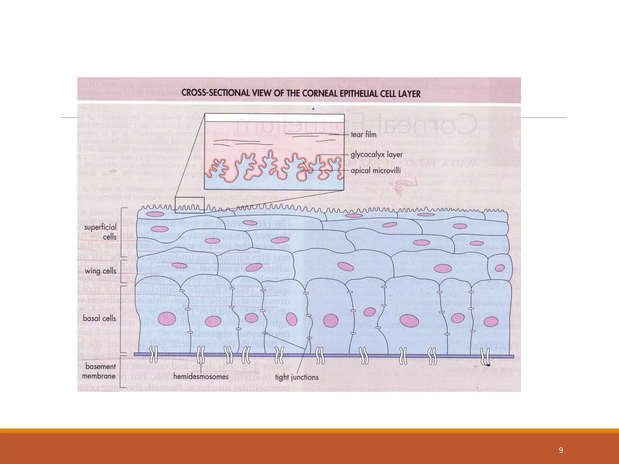 Corneal transparency | PPT