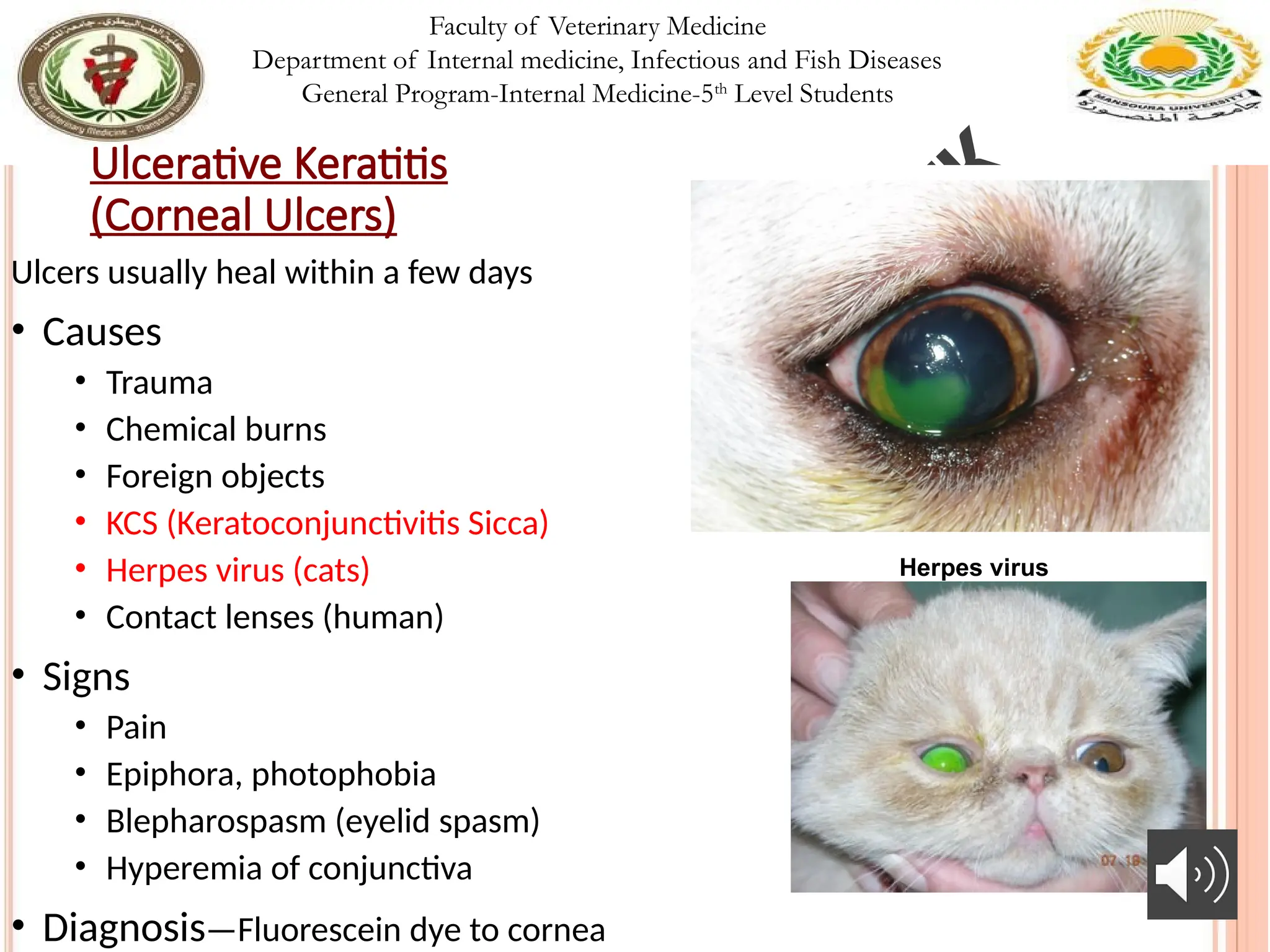 corneal ulcer (types, diagnosis and treatment) in animals.pptx