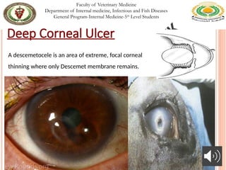 corneal ulcer (types, diagnosis and treatment) in animals.pptx
