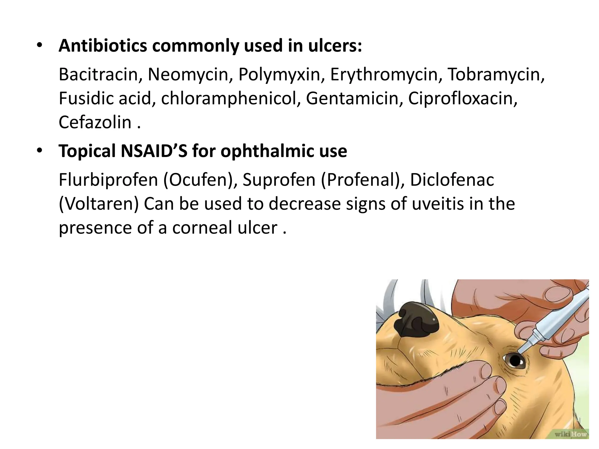 Corneal ulcers seen in veterinary practice in dog.pptx