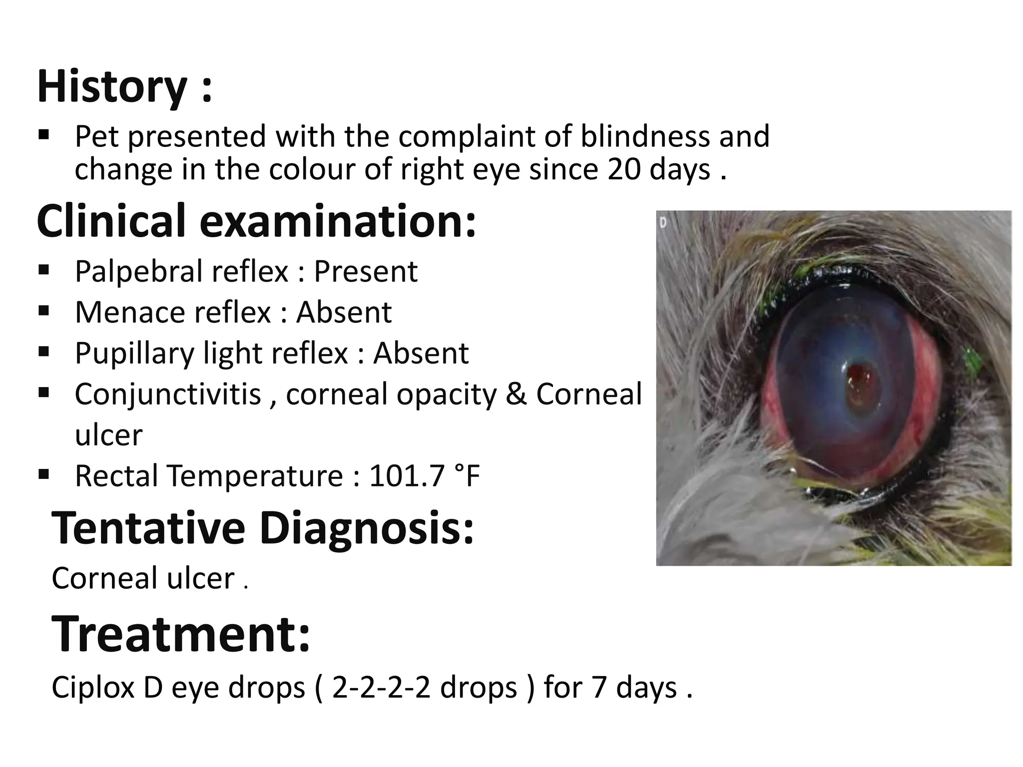 Corneal ulcers seen in veterinary practice in dog.pptx