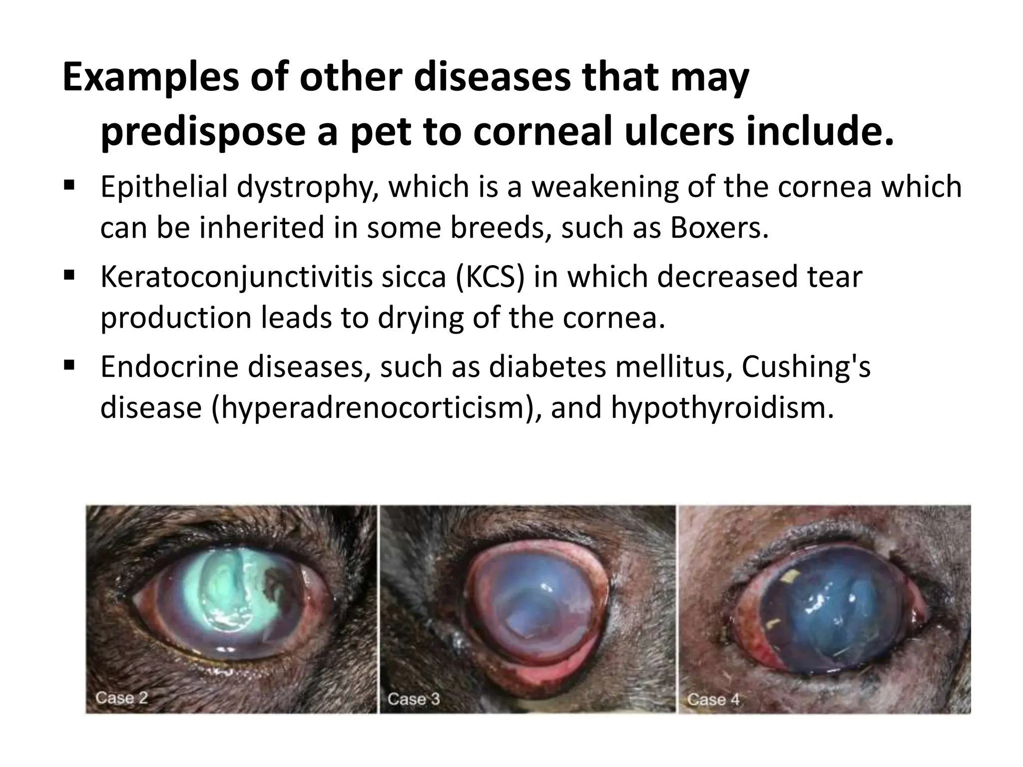 Corneal ulcers seen in veterinary practice in dog.pptx
