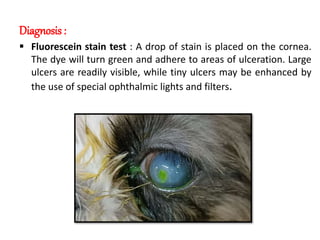 Corneal ulcers seen in veterinary practice in dog.pptx
