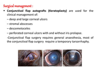 Corneal ulcers seen in veterinary practice in dog.pptx