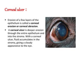 Corneal ulcers seen in veterinary practice in dog.pptx