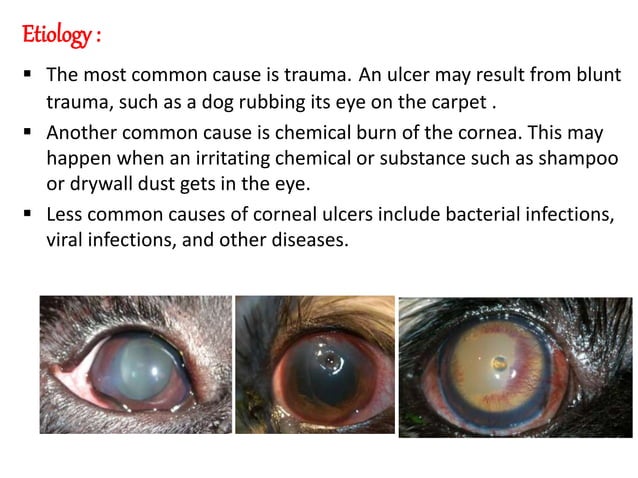 Corneal ulcers seen in veterinary practice in dog.pptx