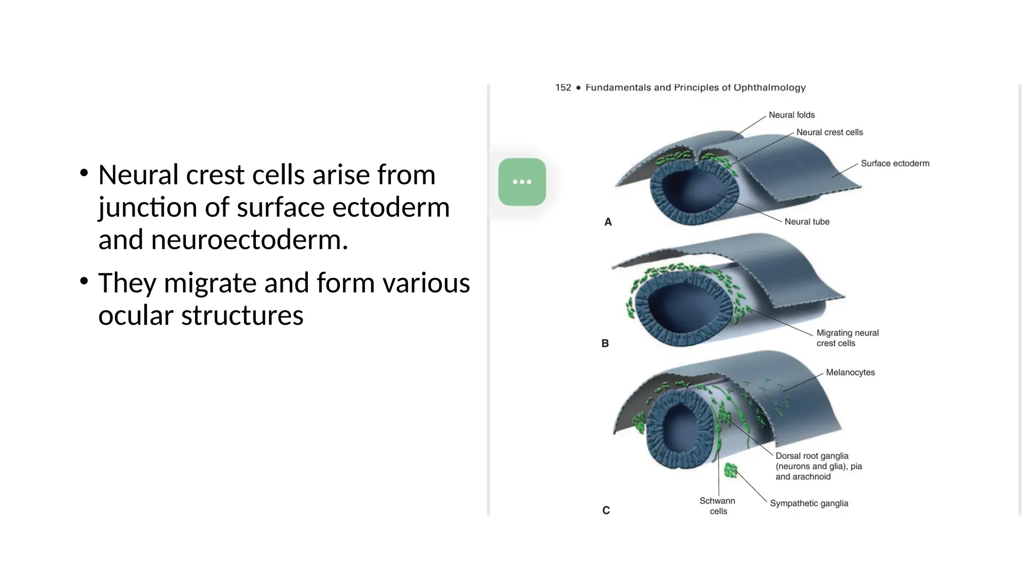 embryology of cornea. anatomy of cornea. | PPTX