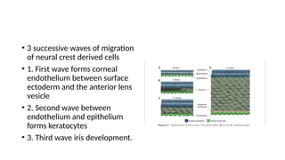 embryology of cornea. anatomy of cornea. | PPT