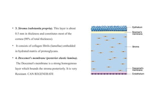 embryology of cornea. anatomy of cornea. | PPT