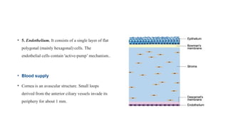 embryology of cornea. anatomy of cornea. | PPT