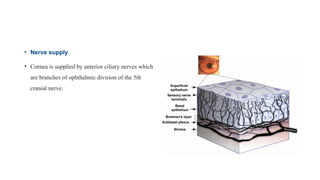 embryology of cornea. anatomy of cornea. | PPT