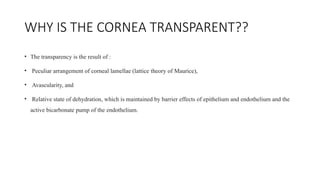 embryology of cornea. anatomy of cornea. | PPT