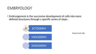 embryology of cornea. anatomy of cornea. | PPT