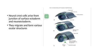 embryology of cornea. anatomy of cornea. | PPT