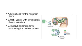 embryology of cornea. anatomy of cornea. | PPT