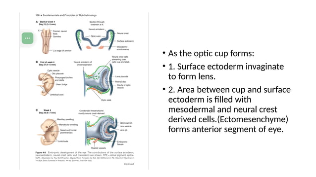 embryology of cornea. anatomy of cornea. | PPT
