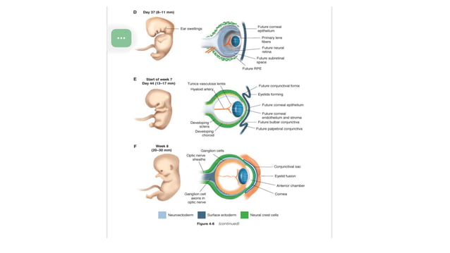 embryology of cornea. anatomy of cornea. | PPT