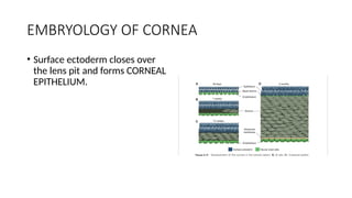 embryology of cornea. anatomy of cornea. | PPTX