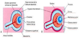 Cornea y esclera | PPT