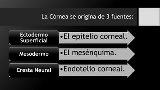 Cornea y esclera | PPTX