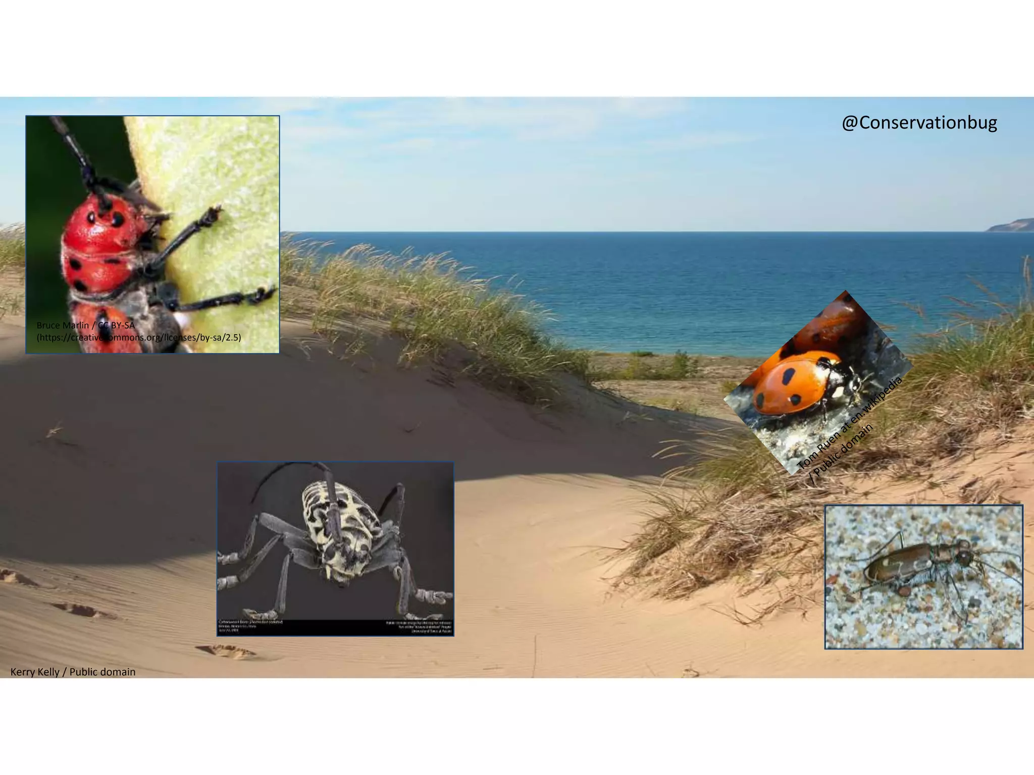 The Importance of Insects | PPTX