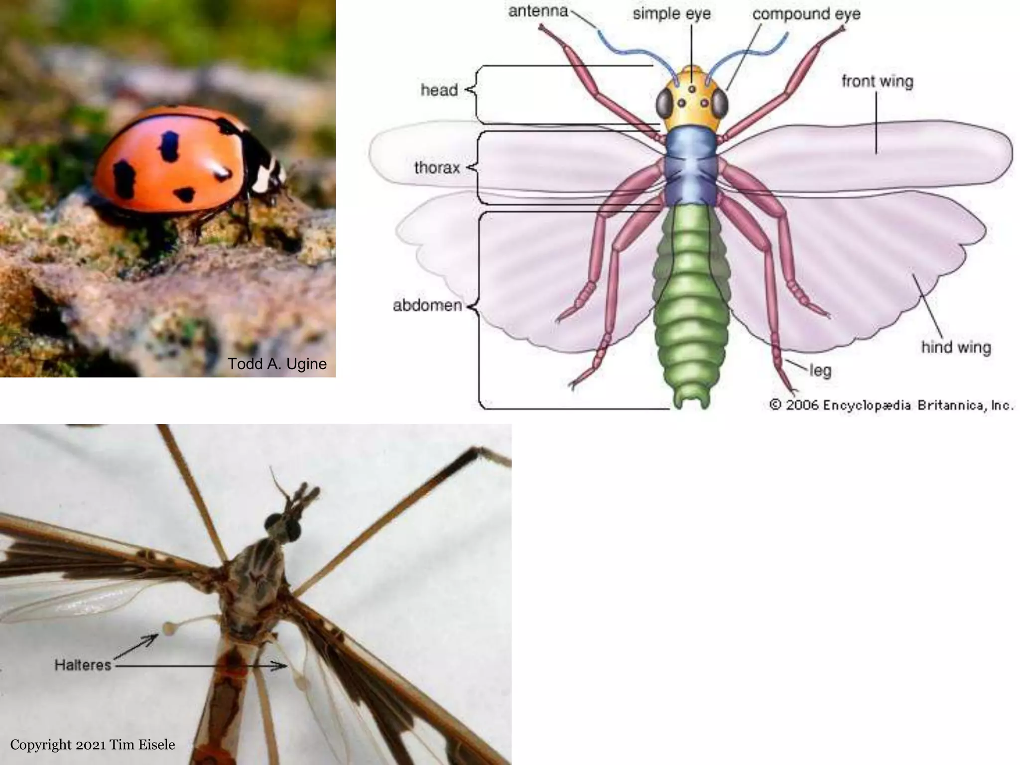 The Importance of Insects | PPTX