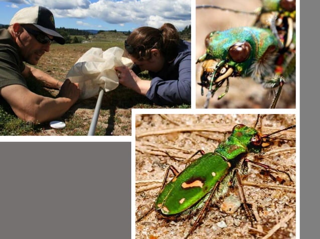 The Importance of Insects | PPTX | Beekeeping | Hobbies & Interests