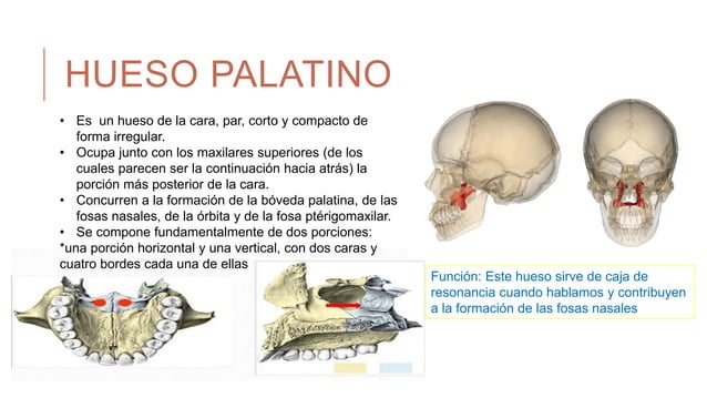 Cornete nasal-inferior-y-hueso-palatino