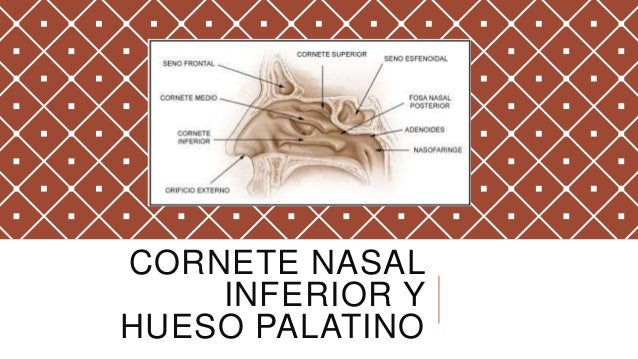 Cornete nasal-inferior-y-hueso-palatino