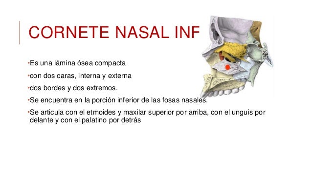 Cornete nasal-inferior-y-hueso-palatino