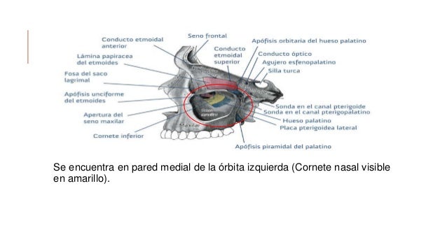 Cornete nasal-inferior-y-hueso-palatino