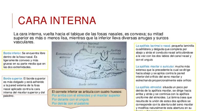 Cornete nasal-inferior-y-hueso-palatino