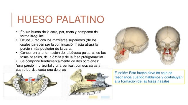 Cornete nasal-inferior-y-hueso-palatino