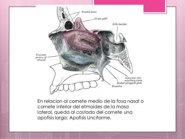 Cornetes nasales inferiores