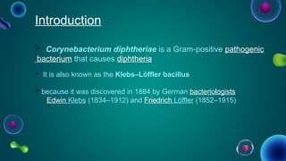 corneybacterium diptheria intro,pathogenecity | PPT