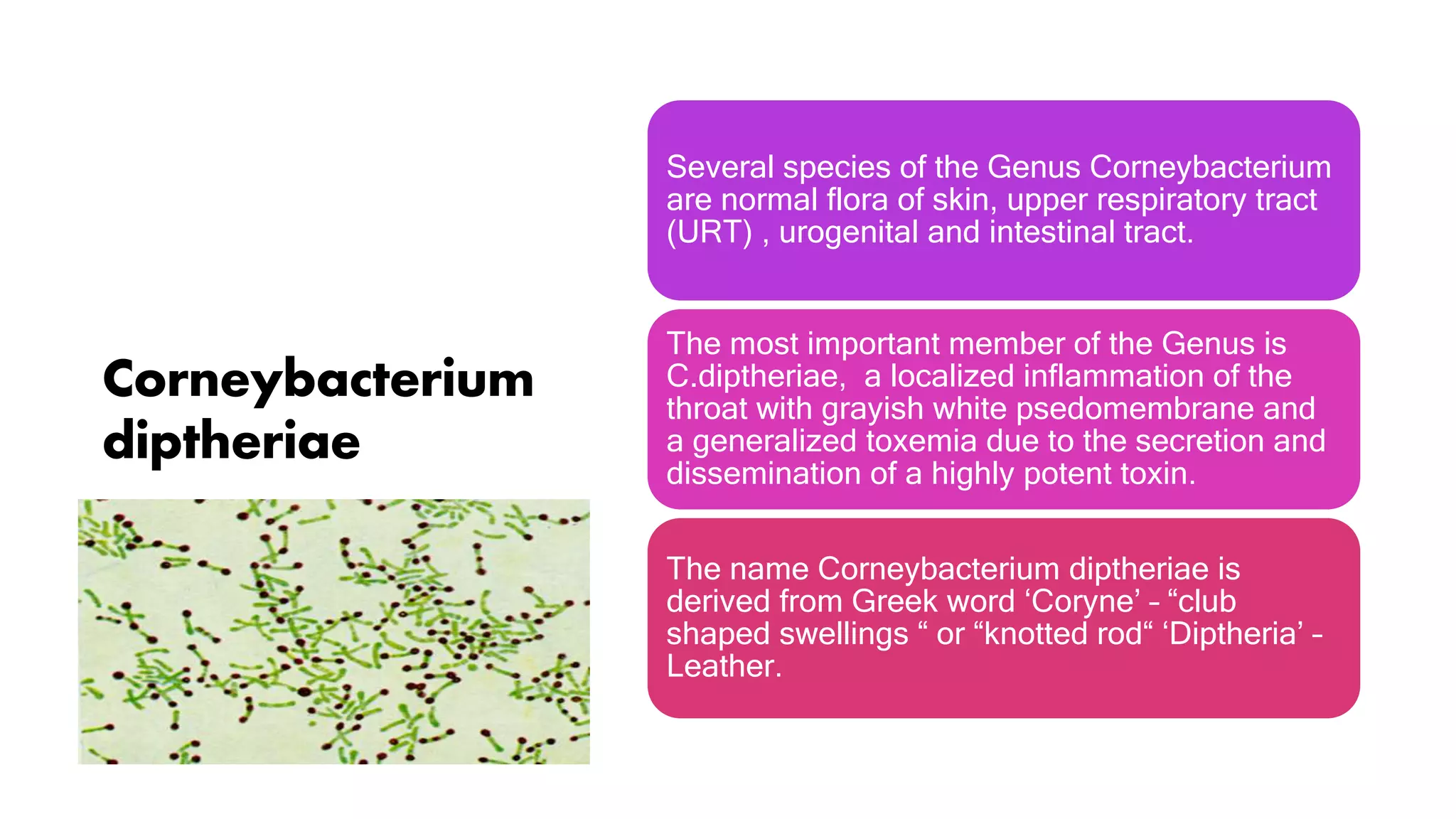 Corneybacterium diptheriae | PPTX