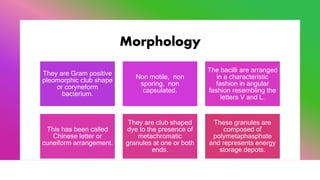 Corneybacterium diptheriae | PPTX