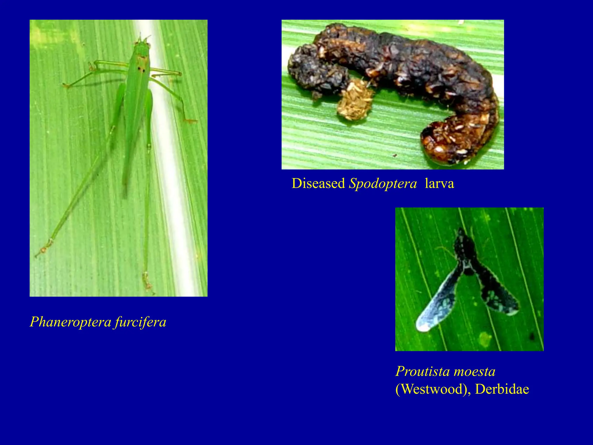 Corn Insect Pests.ppt