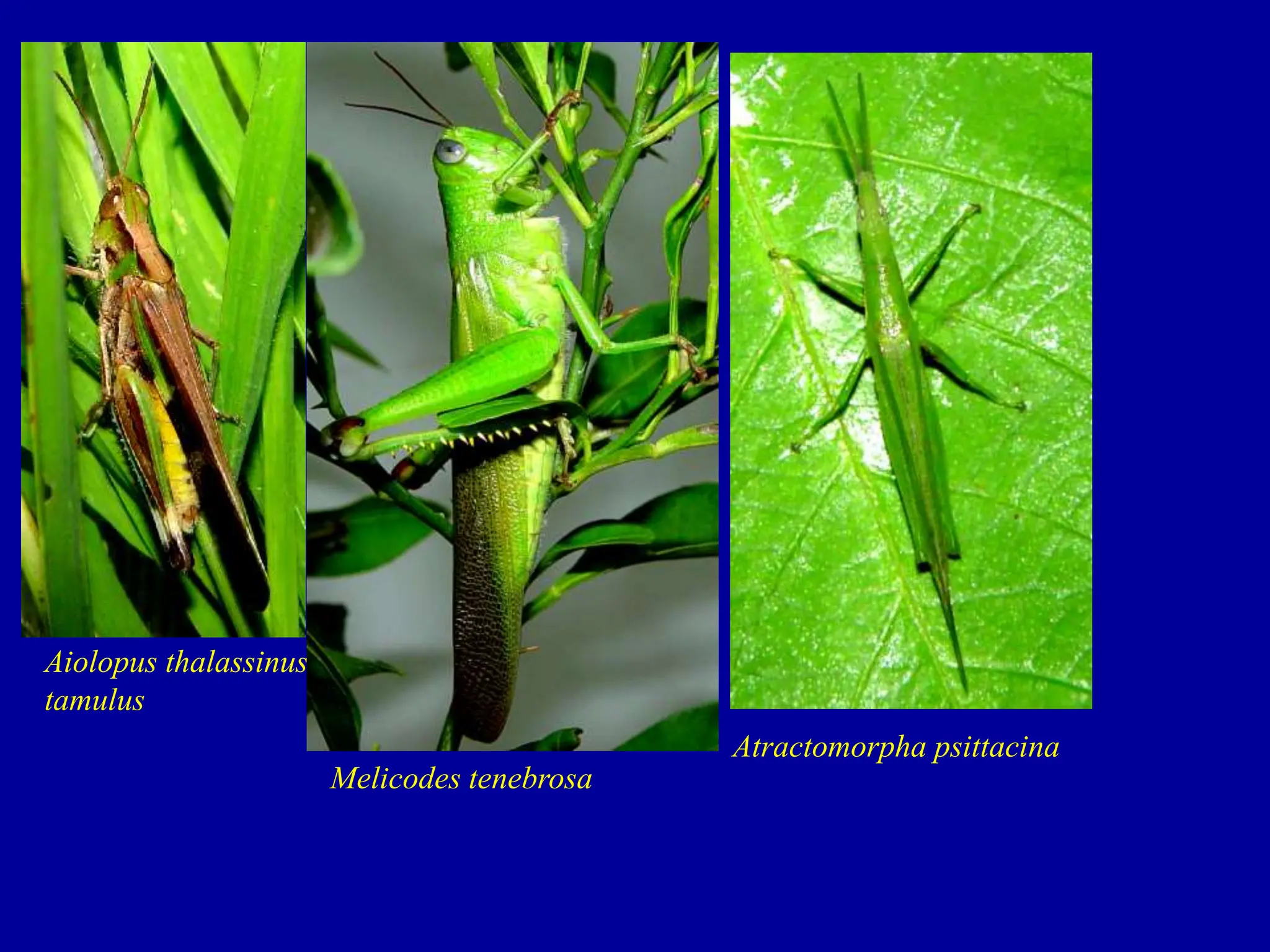 Corn Insect Pests.ppt